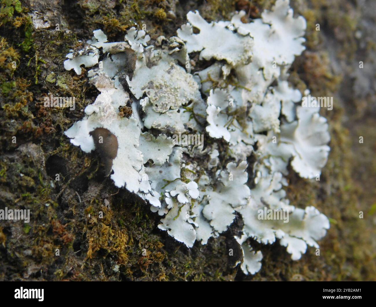 typical shield lichens (Parmelioideae) Fungi Stock Photo - Alamy