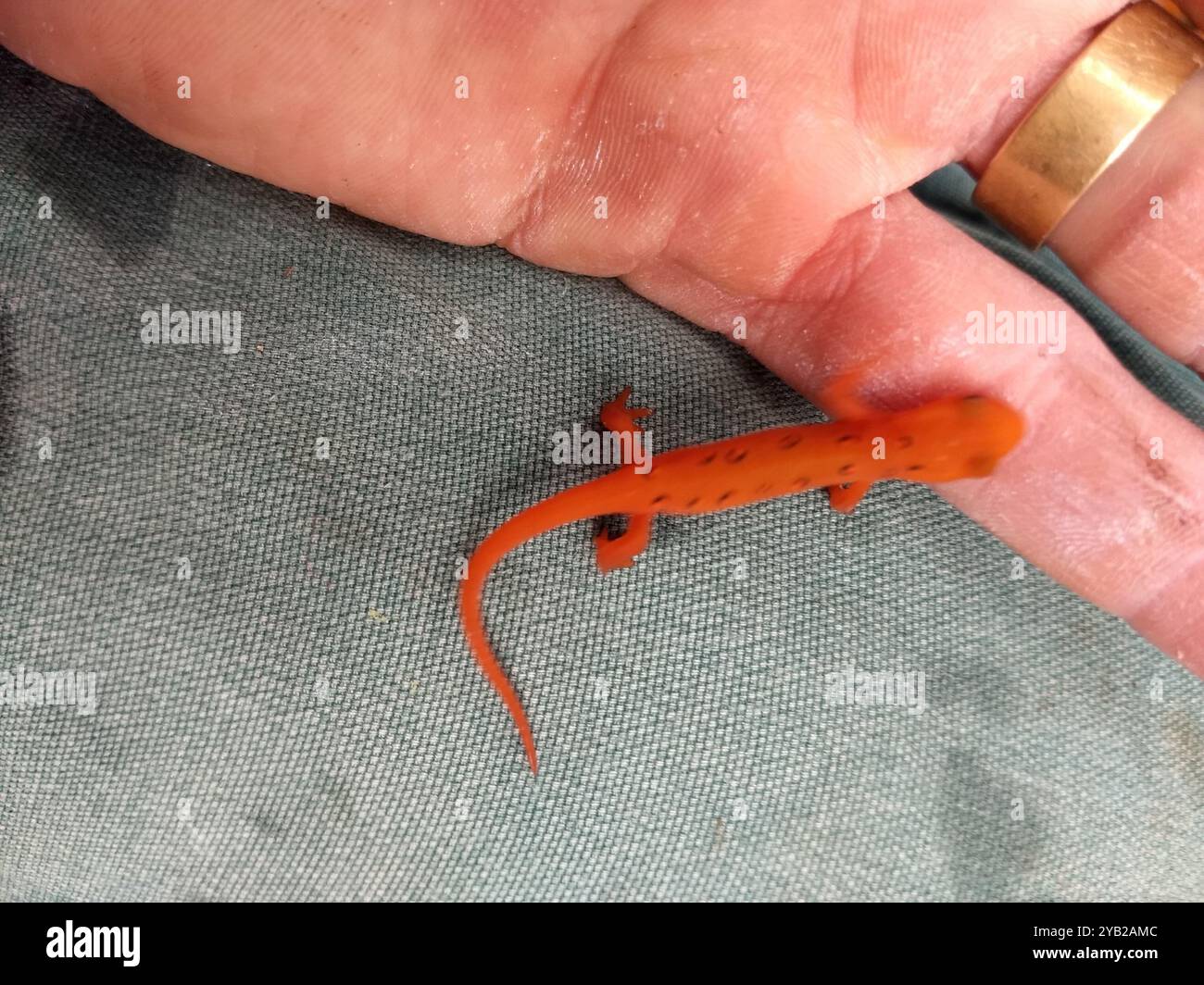 Eastern Newt (Notophthalmus viridescens) Amphibia Stock Photo - Alamy