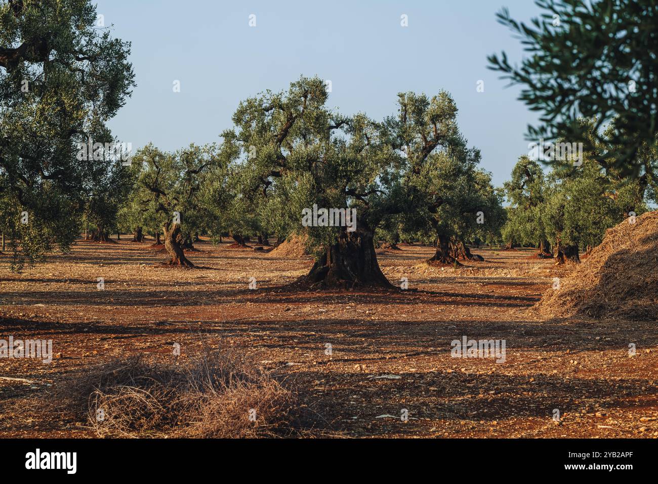 Puglia, majestic ancient olive tree stands in a vast rural landscape ...