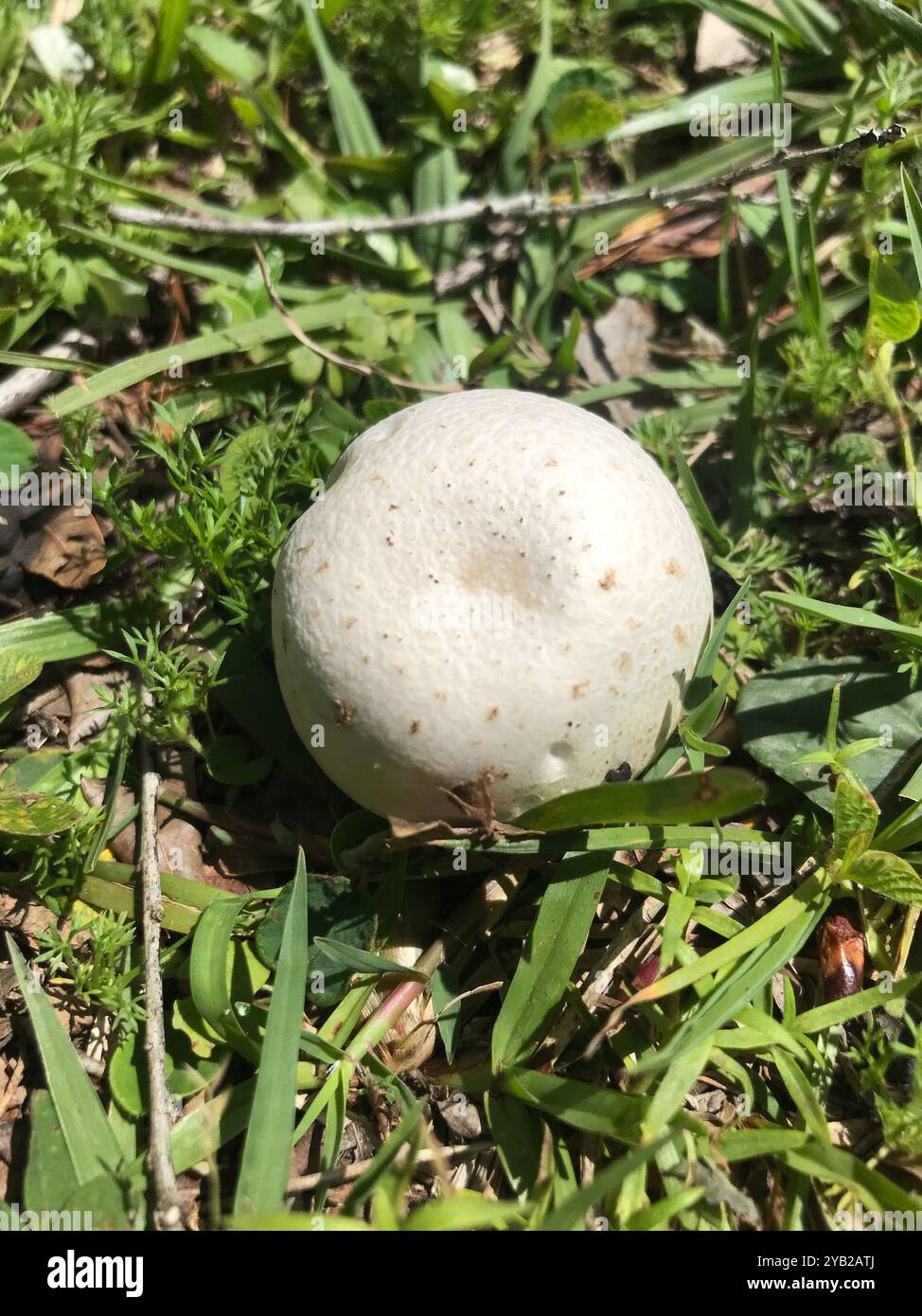 puffballs (Lycoperdaceae) Fungi Stock Photo - Alamy