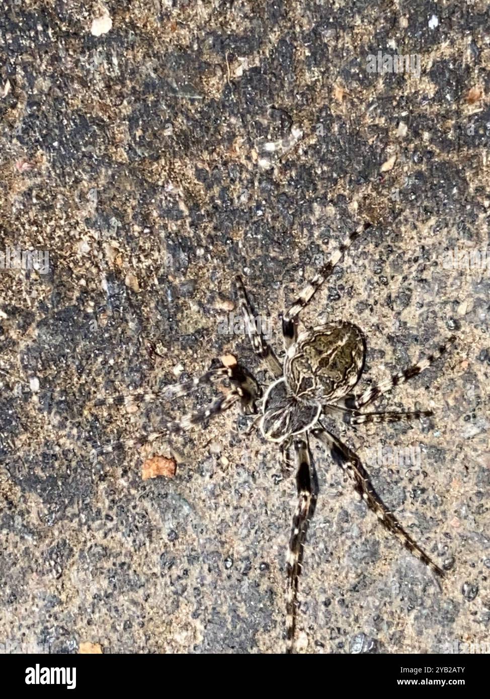 Grey Cross Spider (Larinioides sclopetarius) Arachnida Stock Photo - Alamy