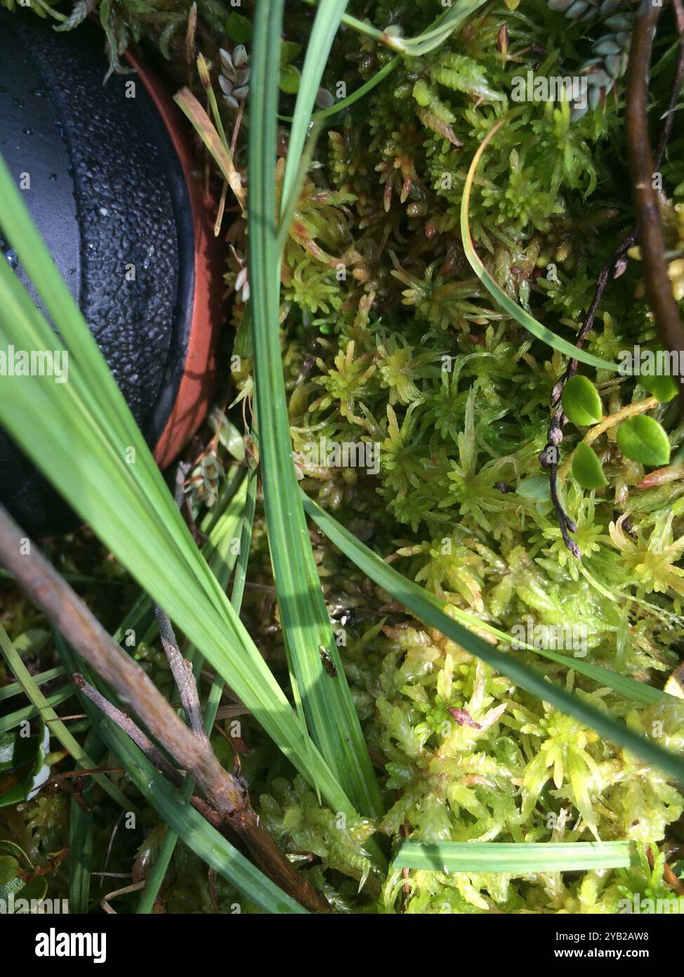 boreal bog sedge (Carex magellanica irrigua) Plantae Stock Photo - Alamy