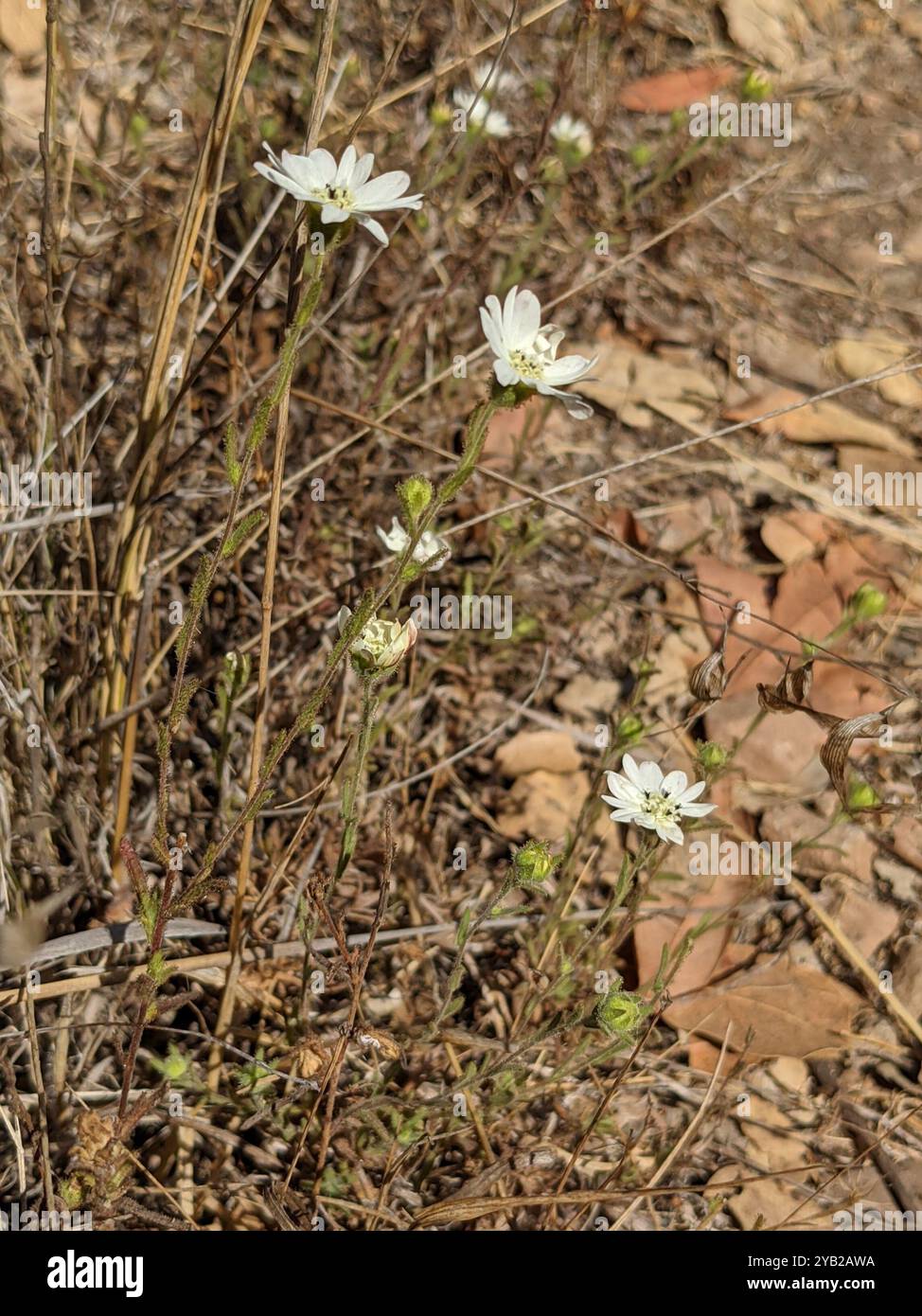 Hayfield Tarweed (Hemizonia congesta) Plantae Stock Photo - Alamy