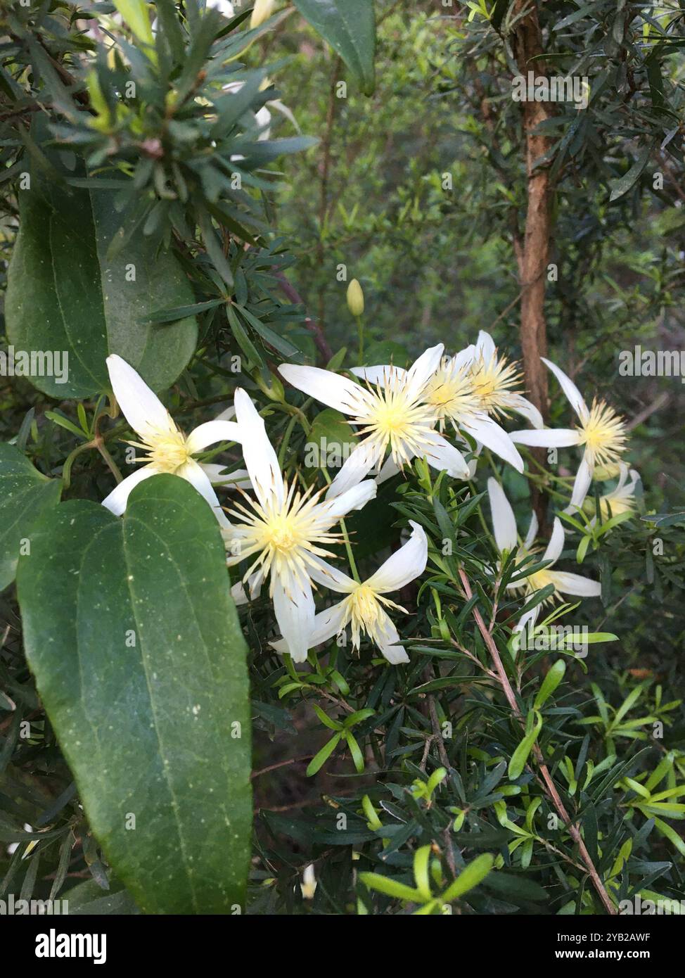Australian Clematis (Clematis aristata) Plantae Stock Photo - Alamy