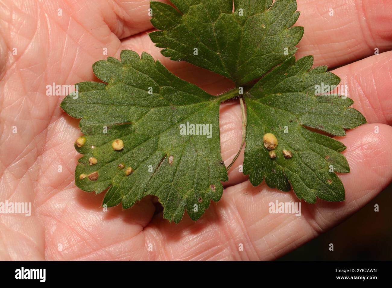 (Entyloma eburneum) Fungi Stock Photo - Alamy