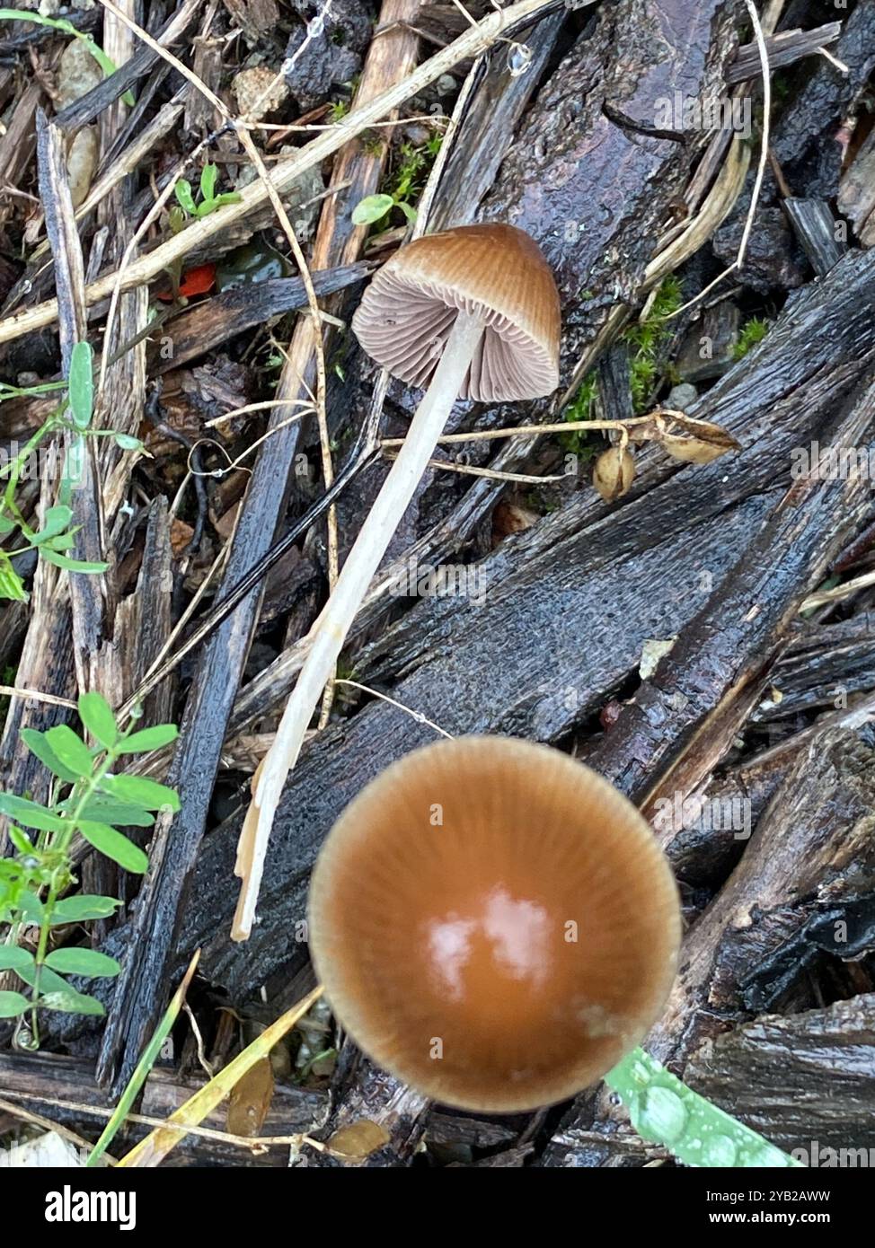 red edge brittlestem (Psathyrella corrugis) Fungi Stock Photo - Alamy
