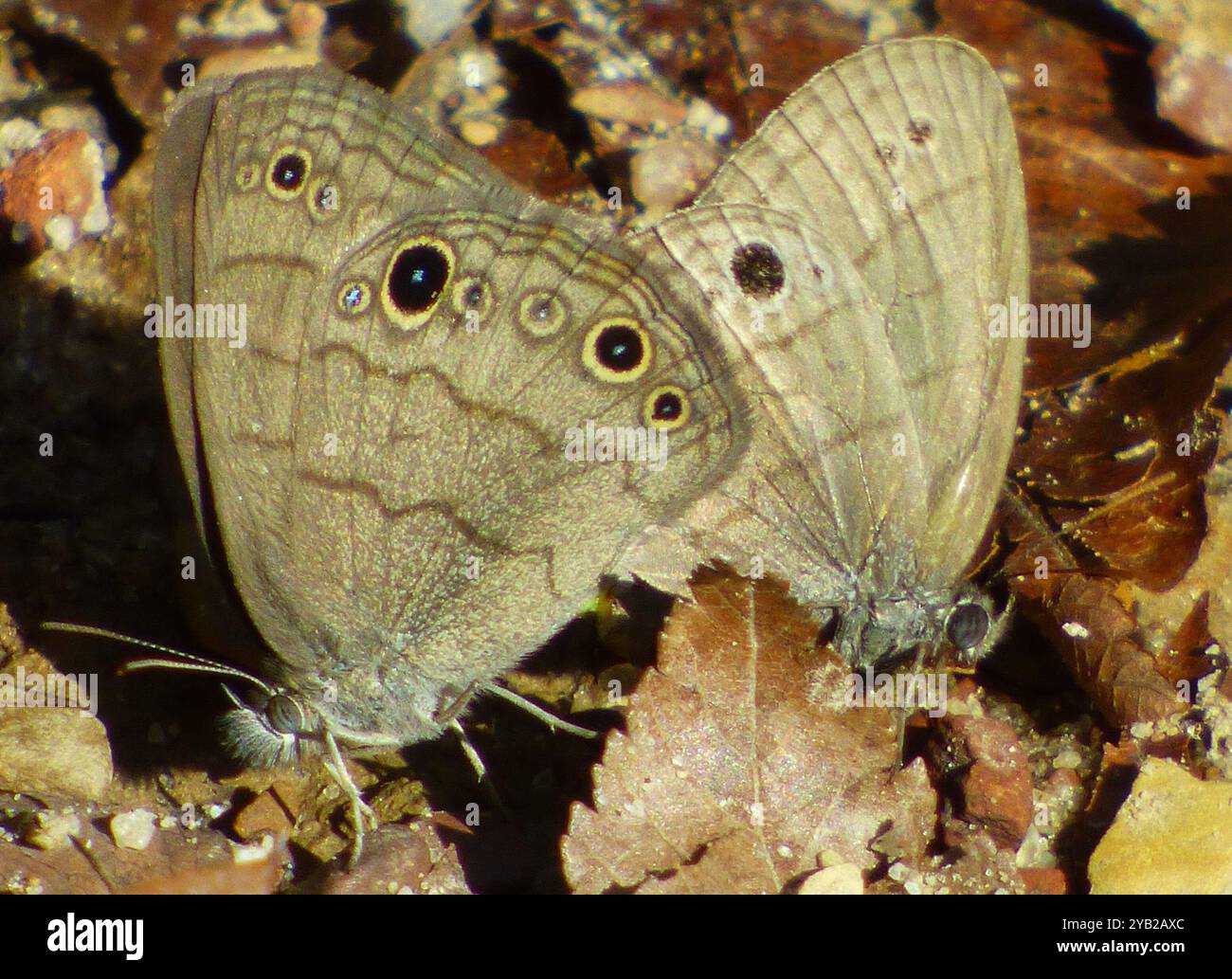 Carolina Satyr (Hermeuptychia sosybius) Insecta Stock Photo - Alamy