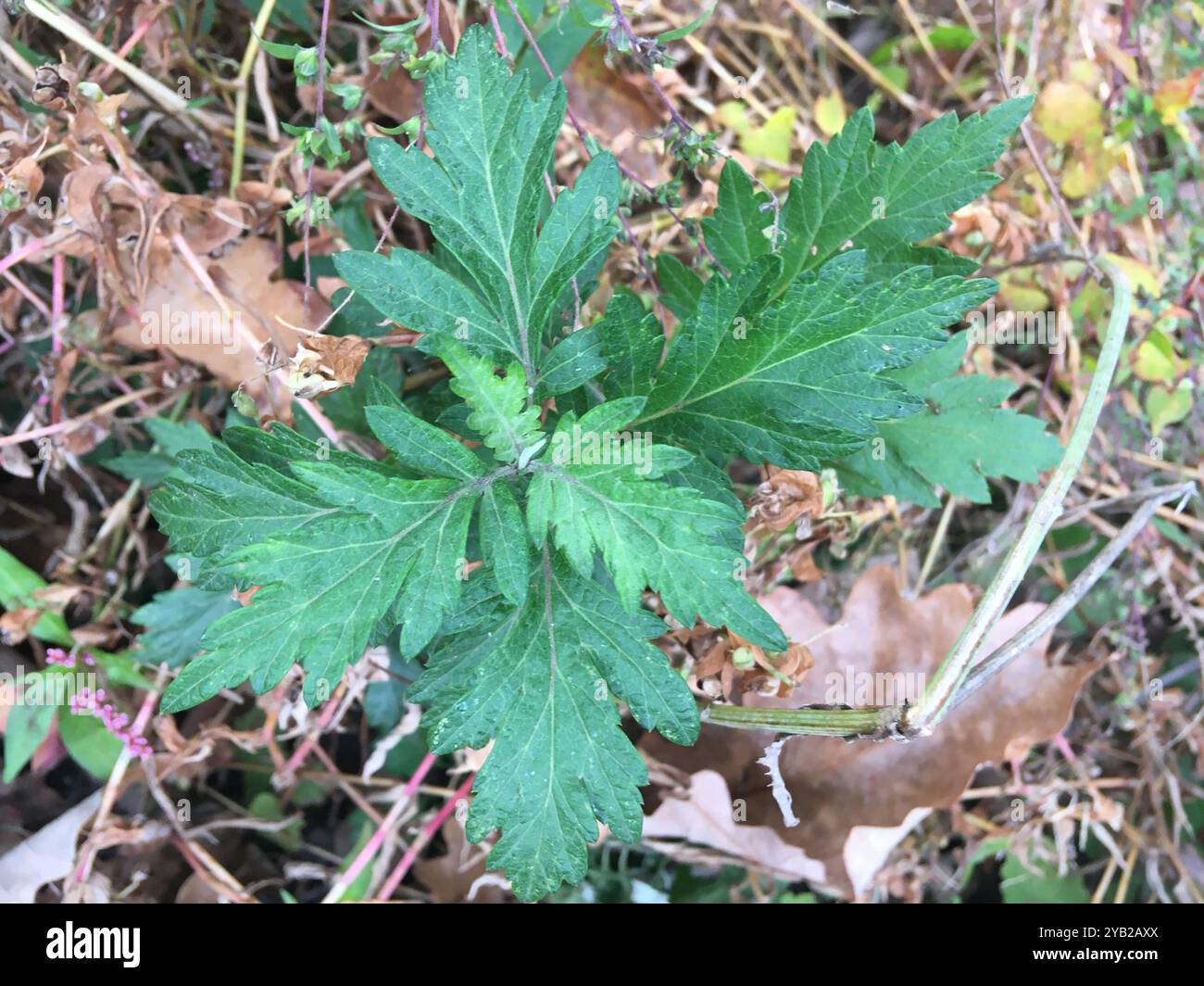 common mugwort (Artemisia vulgaris) Plantae Stock Photo - Alamy