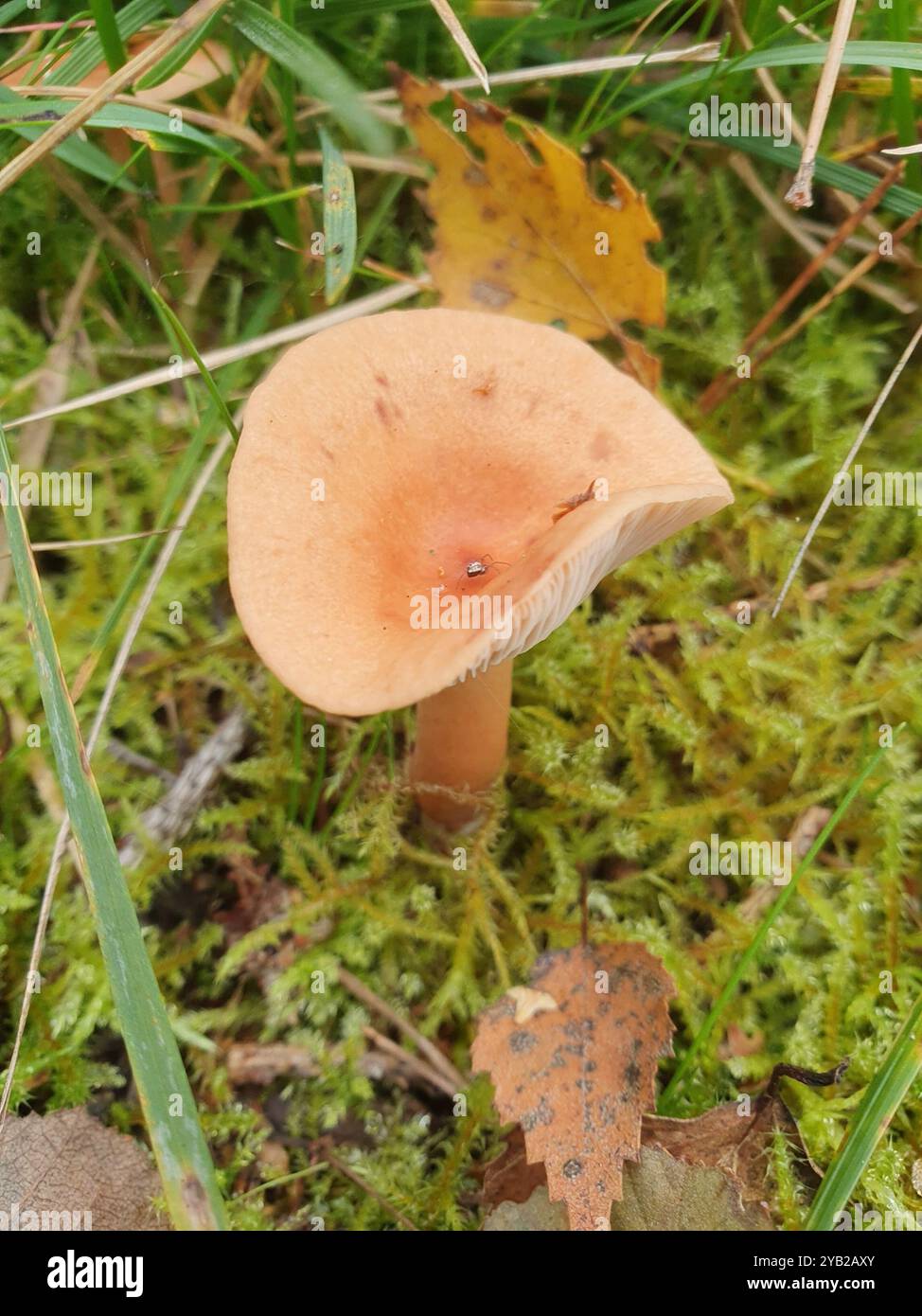 Orange Milkcap (Lactarius aurantiacus) Fungi Stock Photo - Alamy