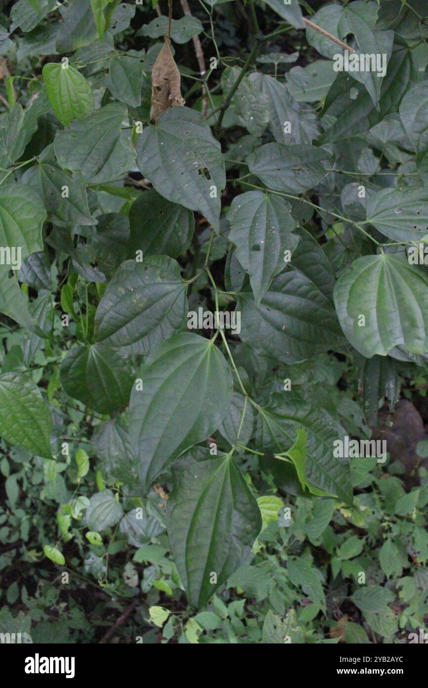 pepper plants (Piper) Plantae Stock Photo - Alamy