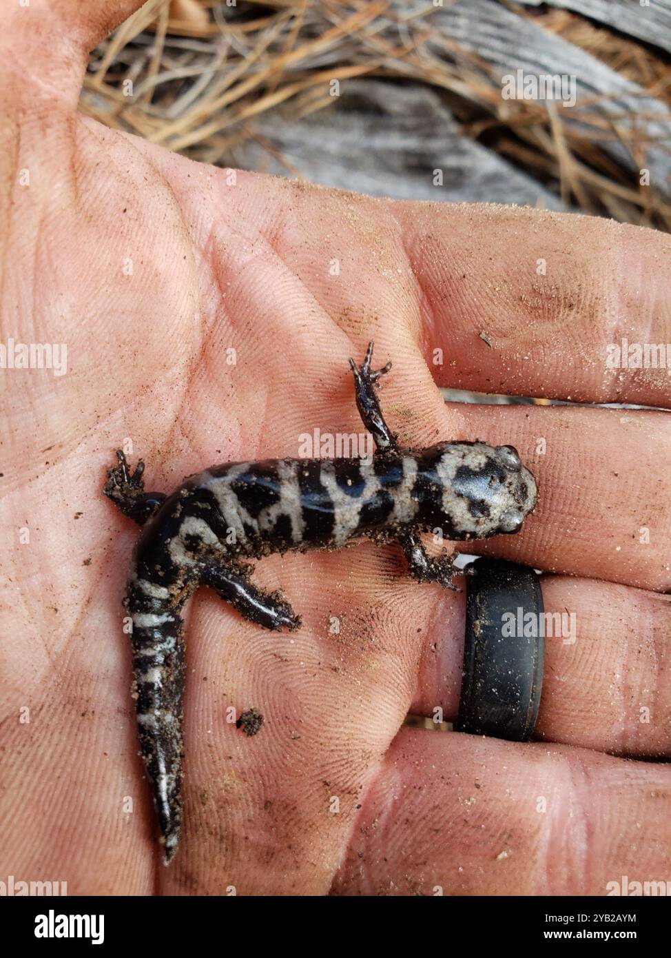 Marbled Salamander (Ambystoma opacum) Amphibia Stock Photo - Alamy