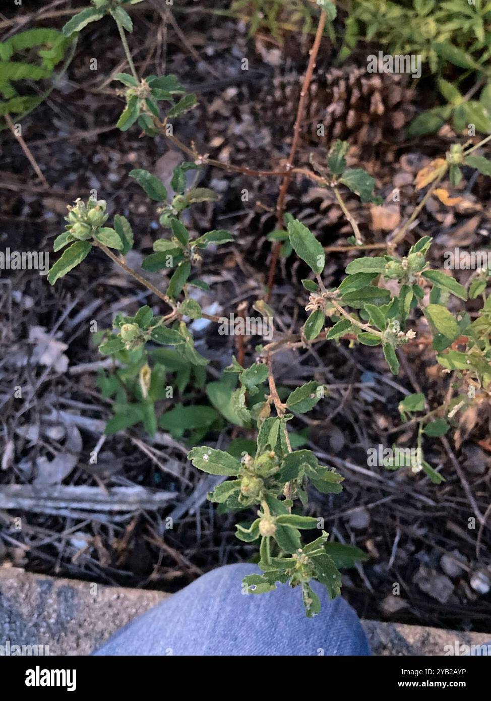sand croton (Croton glandulosus septentrionalis) Plantae Stock Photo ...