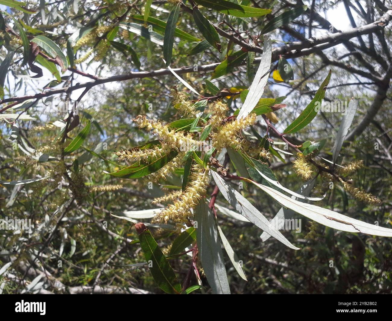 Flute Cape Willow (Salix mucronata woodii) Plantae Stock Photo - Alamy