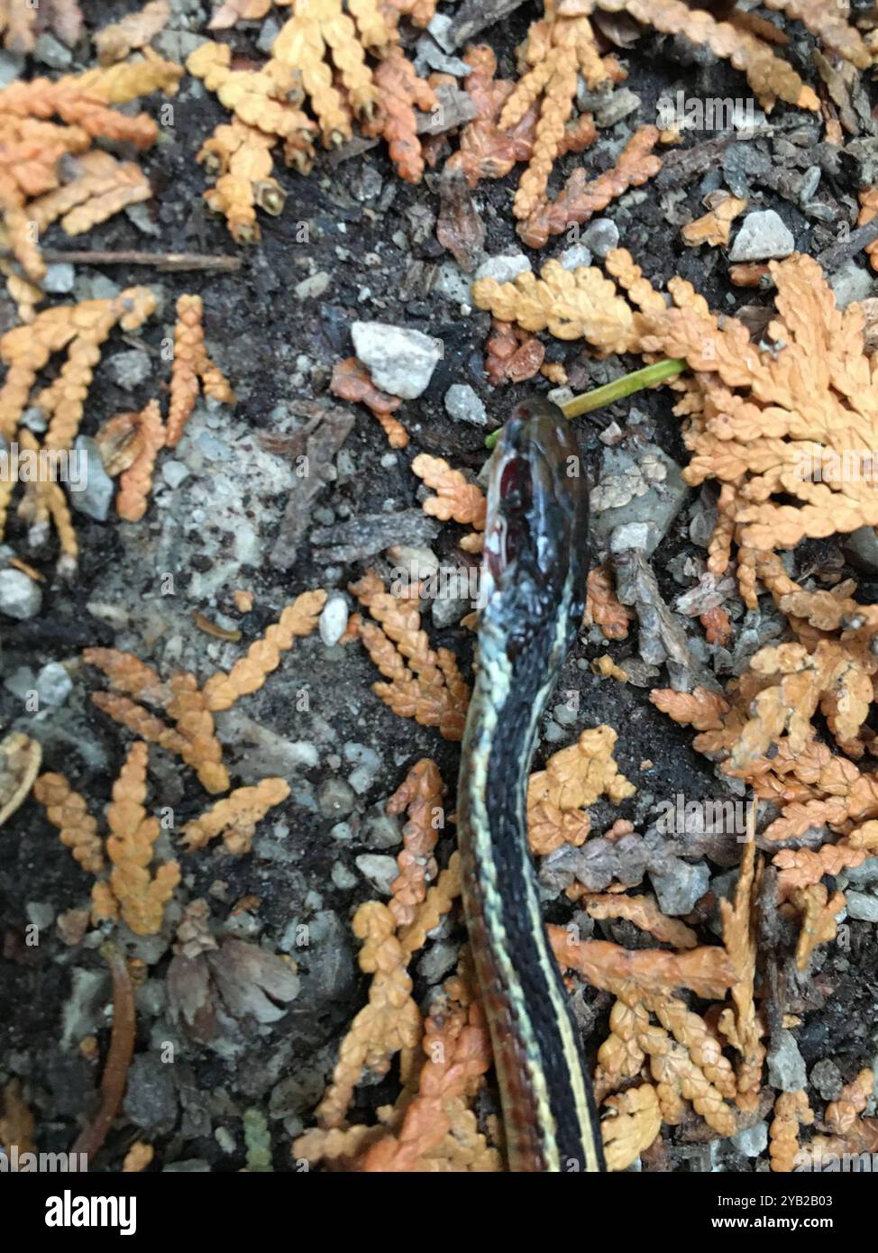 Northern Ribbon Snake (Thamnophis saurita septentrionalis) Reptilia ...