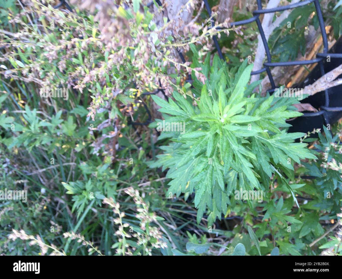 common mugwort (Artemisia vulgaris) Plantae Stock Photo - Alamy