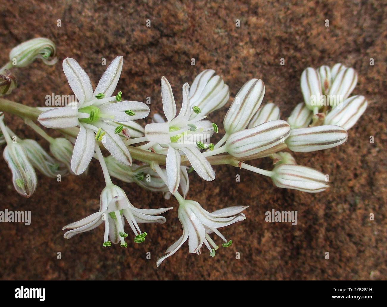 Red Squill (Drimia sanguinea) Plantae Stock Photo - Alamy