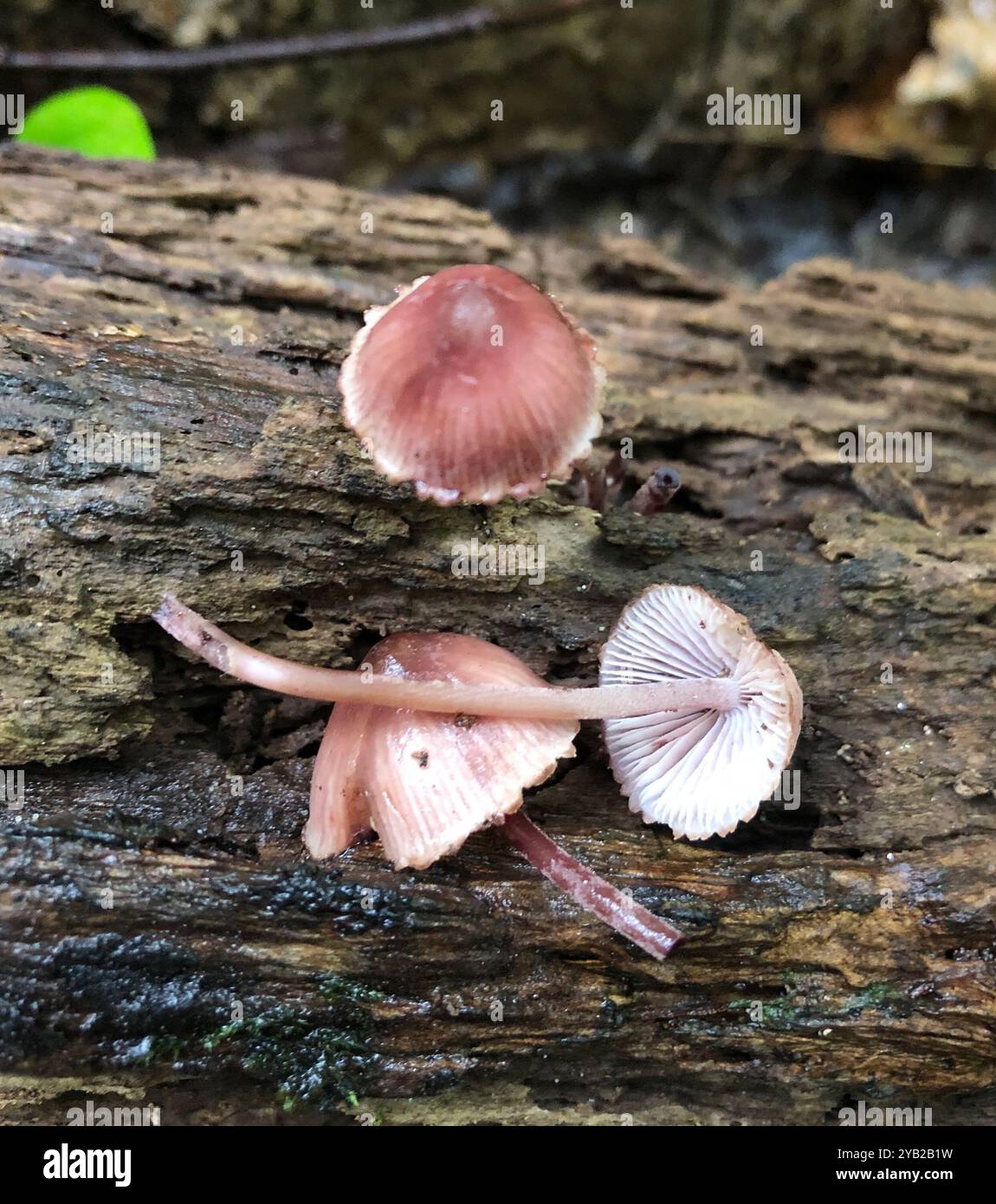 Bleeding Fairy Helmet (Mycena haematopus) Fungi Stock Photo - Alamy