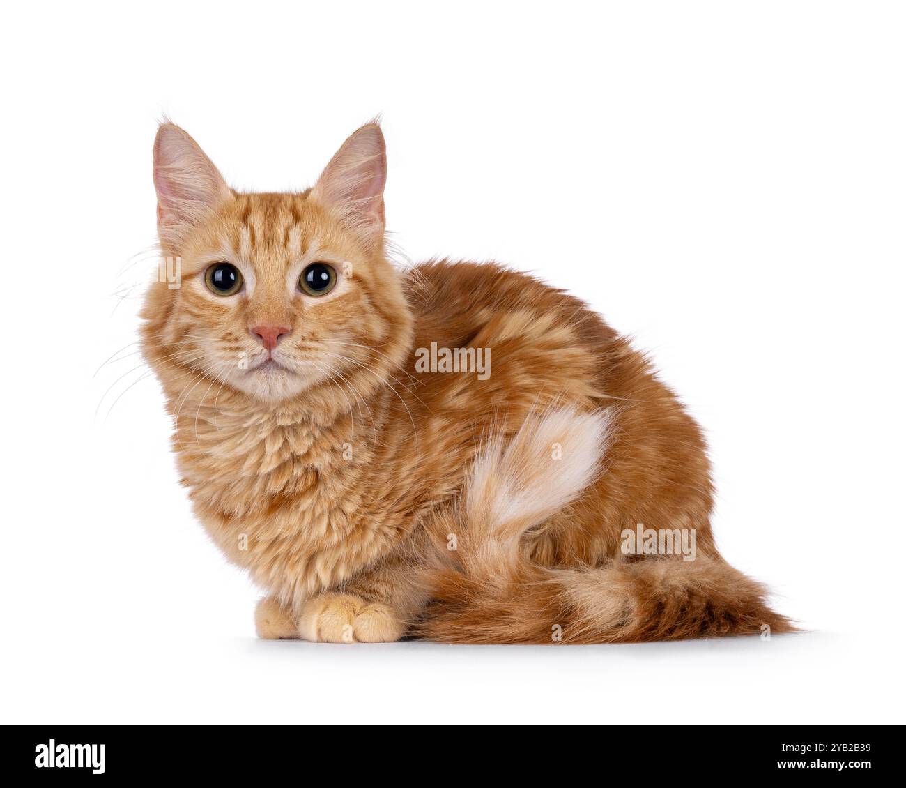 Young Aphrodite's Giant Longhair aka Cyrpus or Cypriot cat, laying down ...