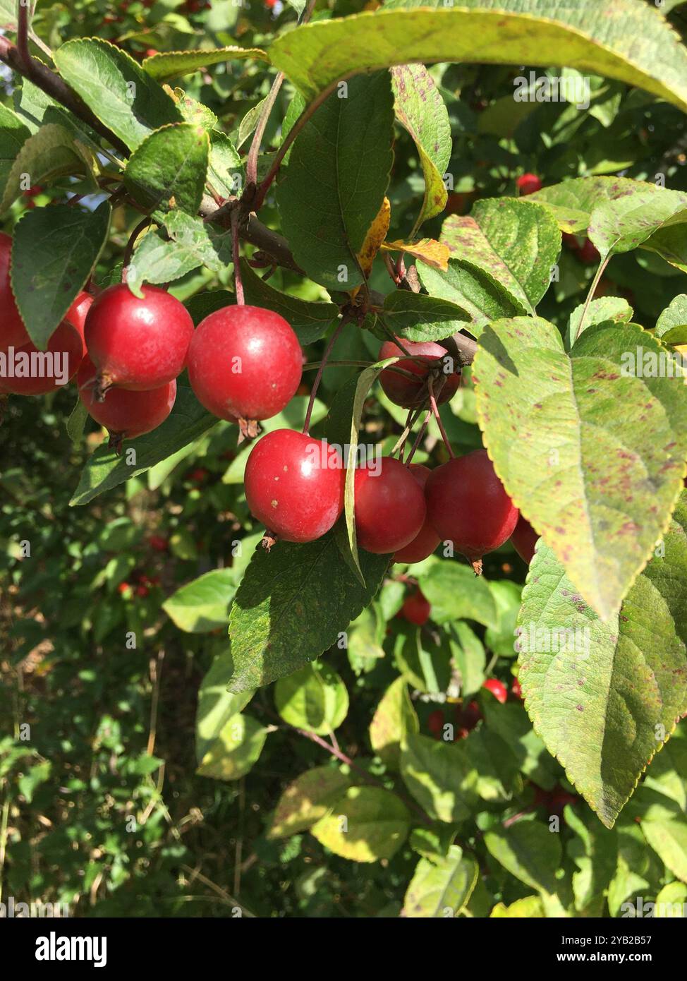 European Wild Apple (Malus sylvestris) Plantae Stock Photo - Alamy