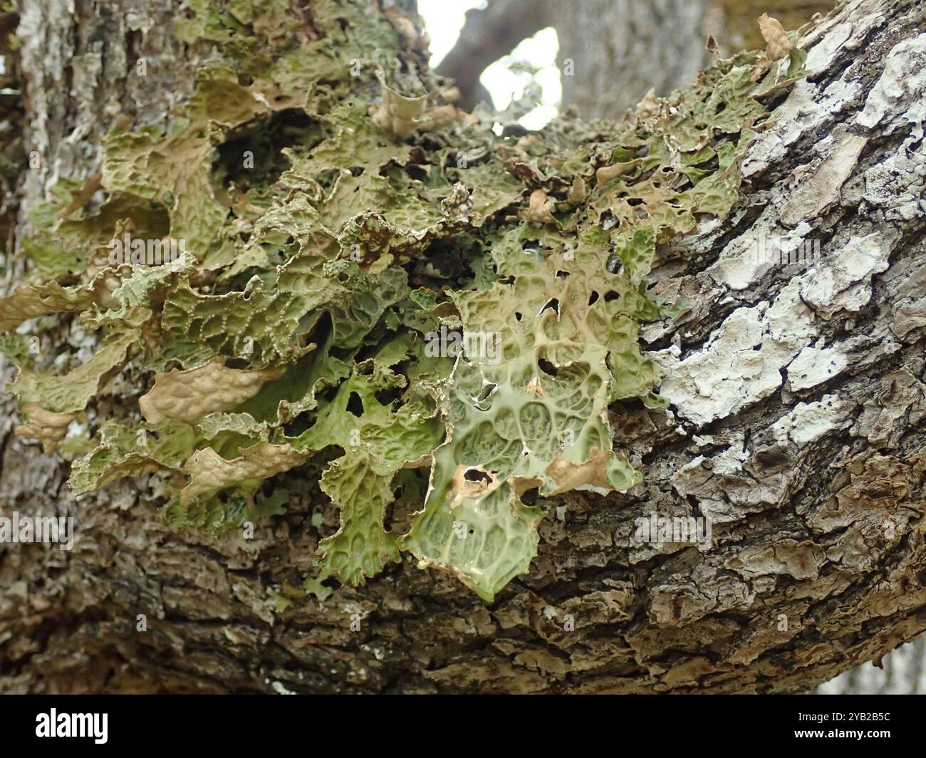 Tree Lungwort (Lobaria pulmonaria) Fungi Stock Photo - Alamy