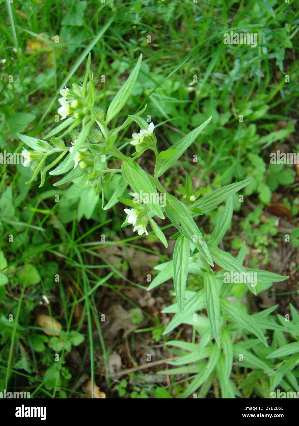 Common Gromwell (Lithospermum officinale) Plantae Stock Photo - Alamy