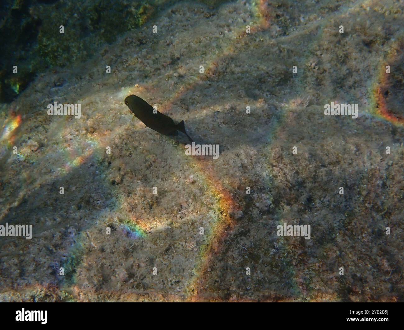 Dusky Spinefoot (Siganus luridus) Actinopterygii Stock Photo - Alamy