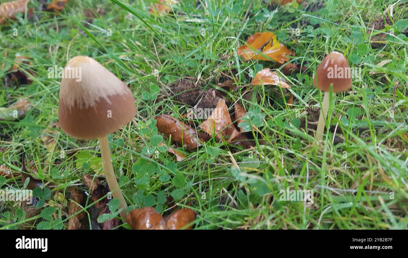 Conecaps (Conocybe) Fungi Stock Photo - Alamy