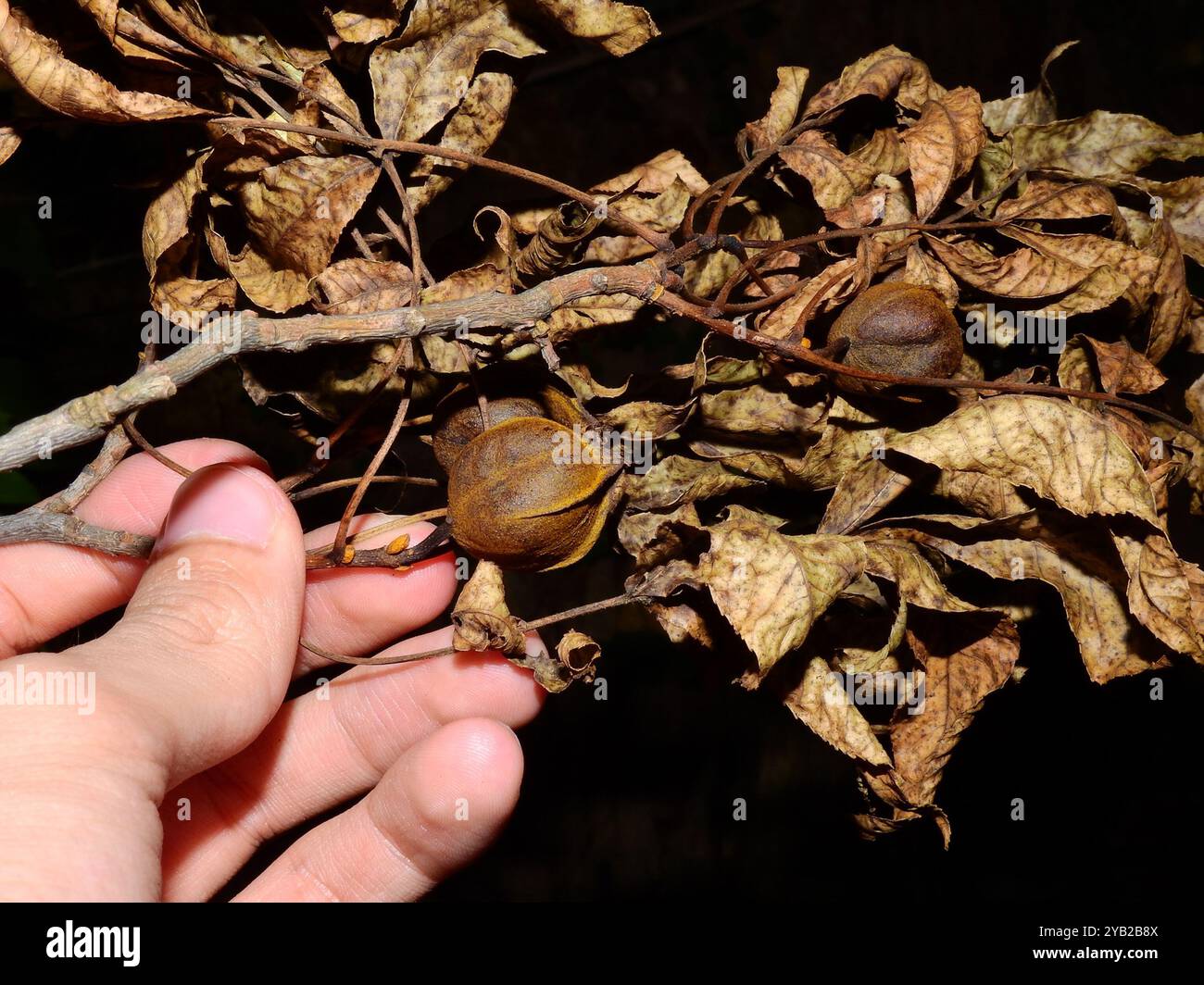 bitternut hickory (Carya cordiformis) Plantae Stock Photo - Alamy
