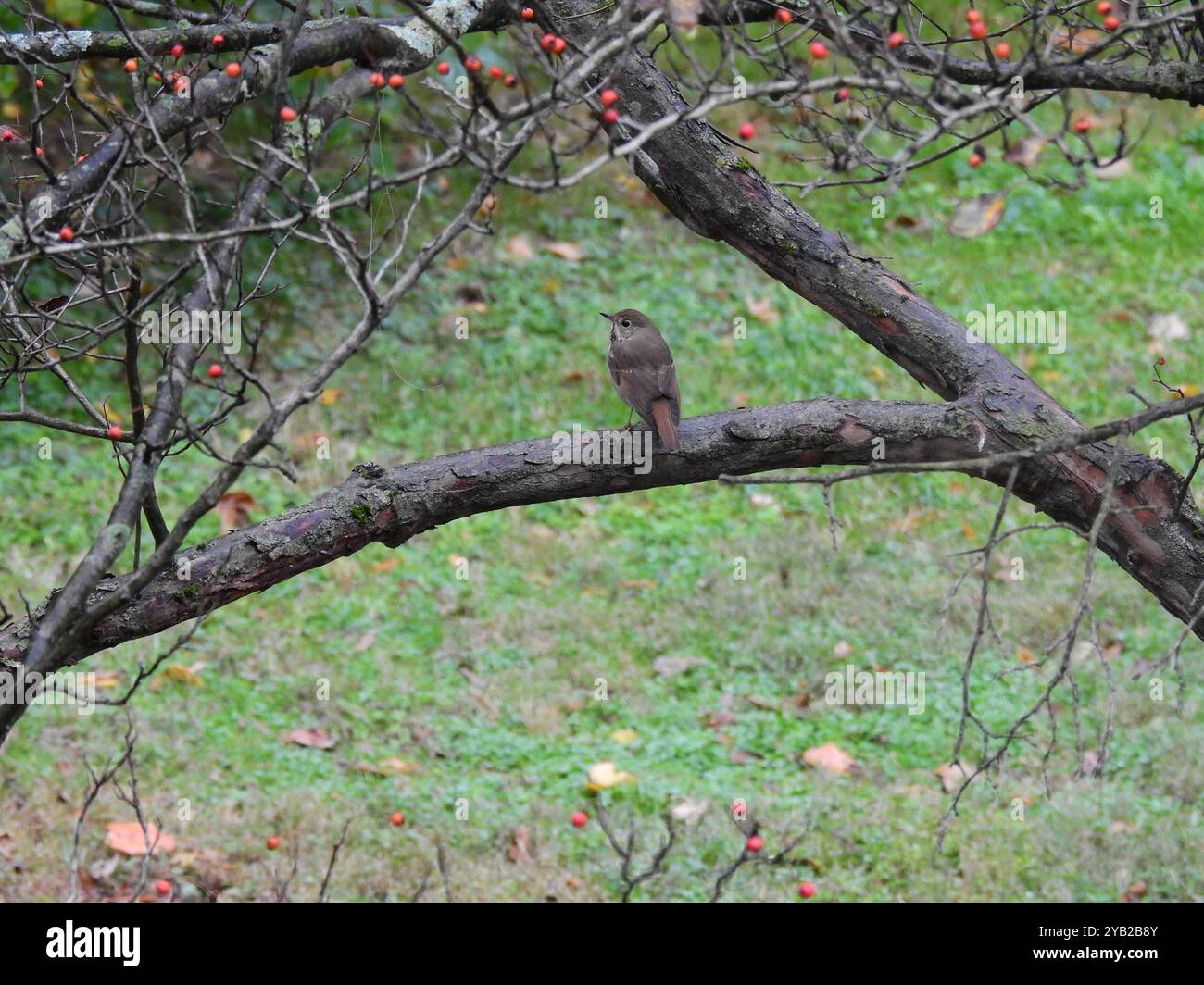 Hermit Thrush (Catharus guttatus) Aves Stock Photo - Alamy