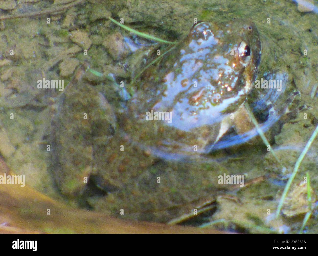 Northern Cricket Frog (Acris crepitans) Amphibia Stock Photo - Alamy