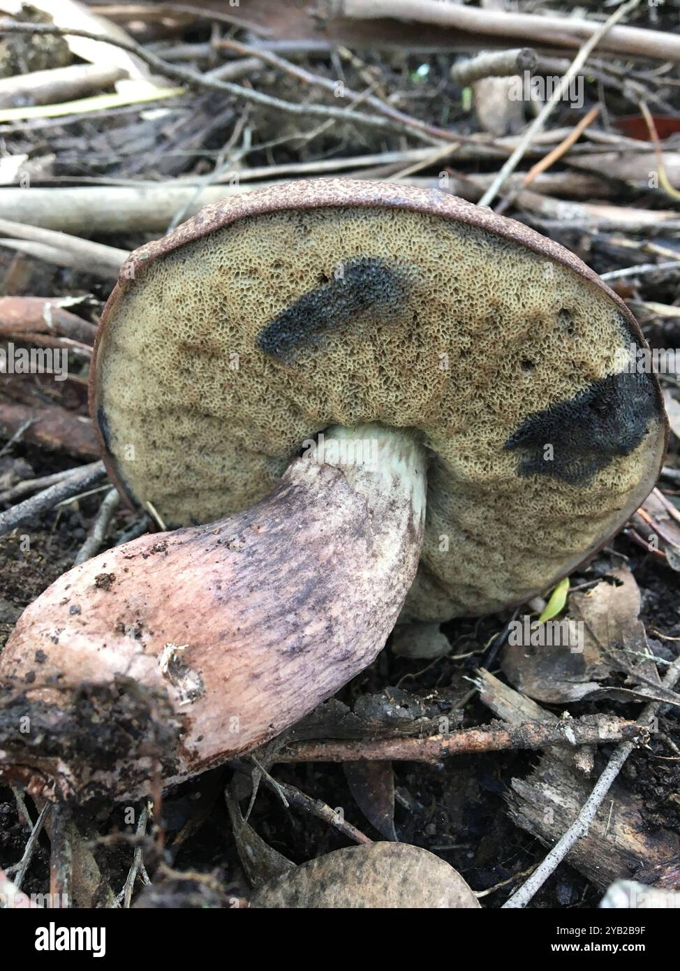 boletes (Boletaceae) Fungi Stock Photo - Alamy