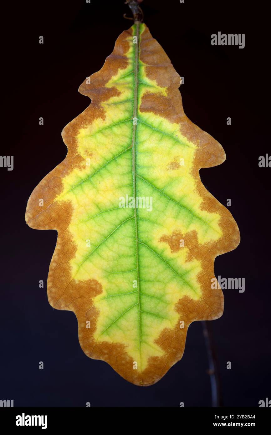 Colour autumn oak leaf hi-res stock photography and images - Alamy