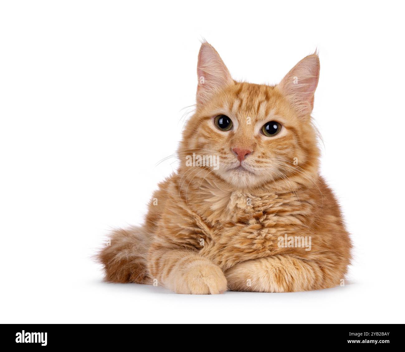 Young Aphrodite's Giant Longhair aka Cyrpus or Cypriot cat, laying down ...