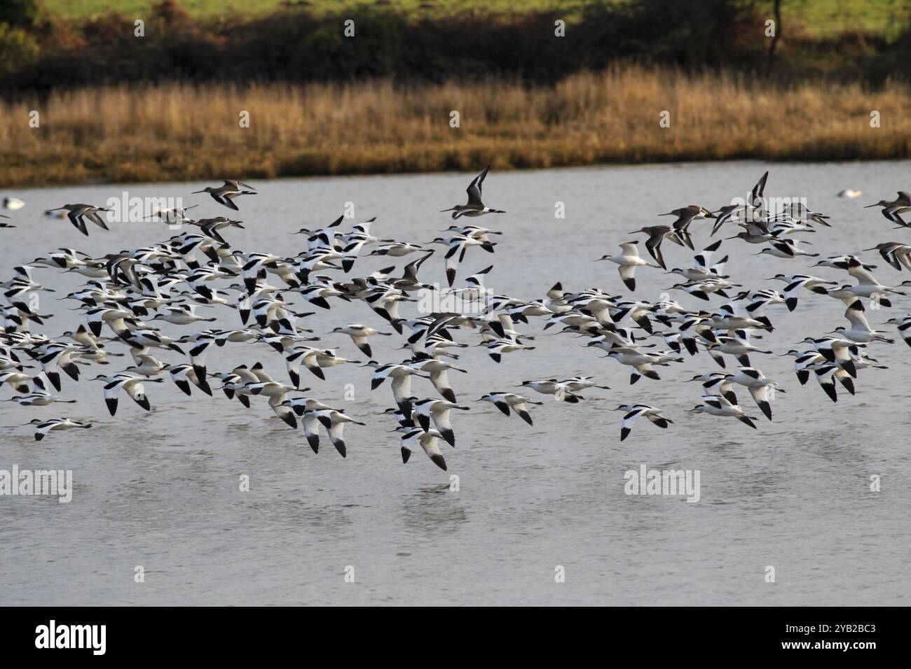 Pied avocet Recurvirostra avosetta and Black-tailed godwit Limosa ...