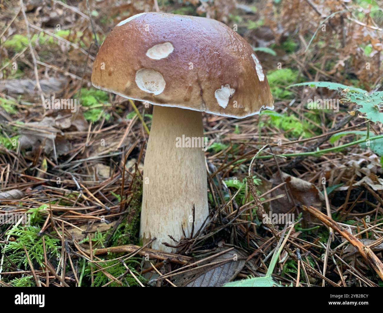 King Bolete (Boletus edulis) Fungi Stock Photo - Alamy
