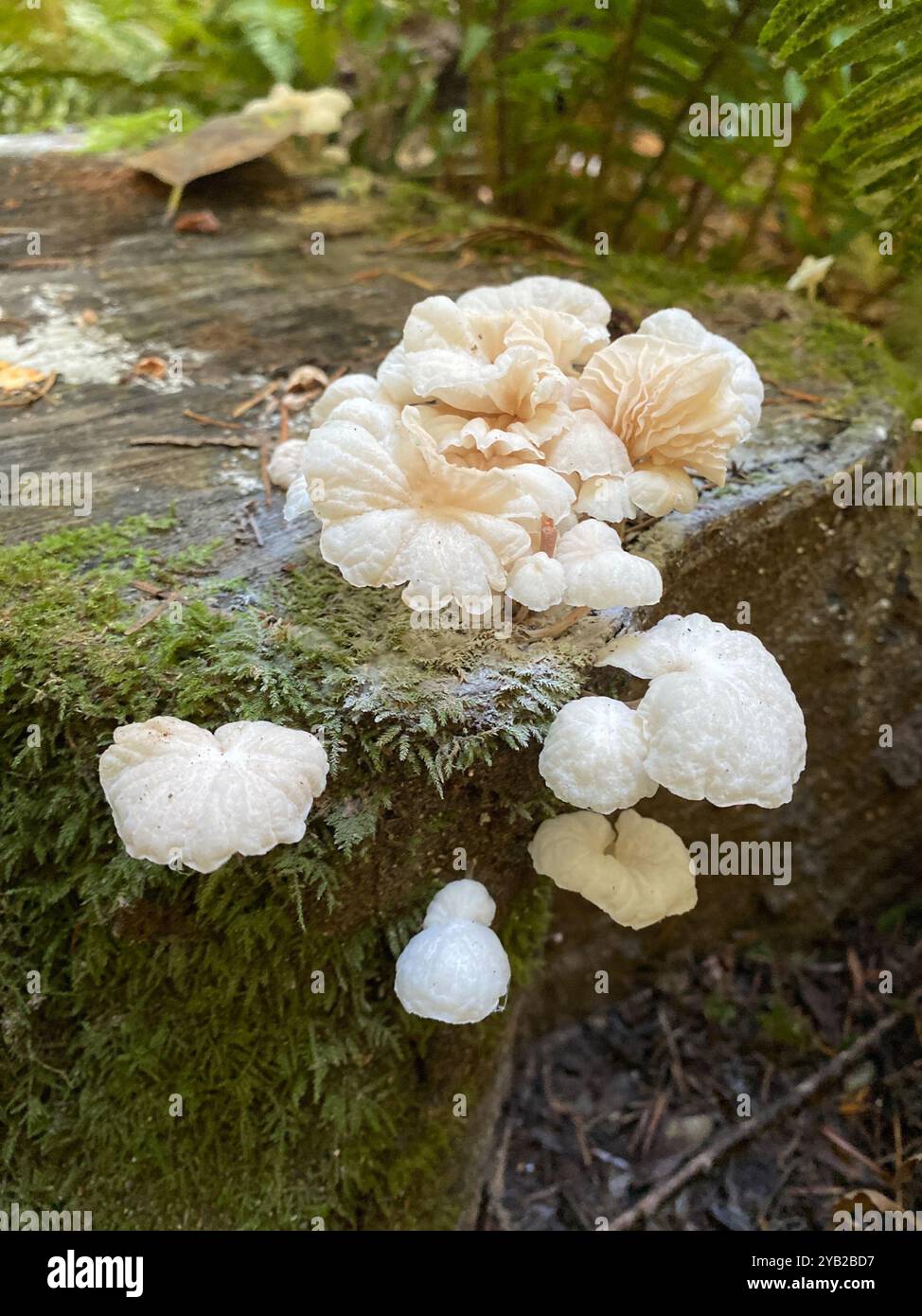 Fairy Parachutes (Marasmiellus candidus) Fungi Stock Photo - Alamy