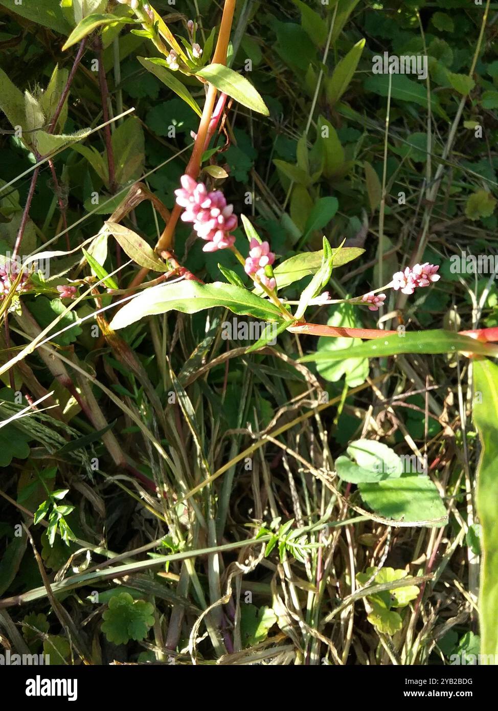 swamp smartweed (Persicaria hydropiperoides) Plantae Stock Photo - Alamy