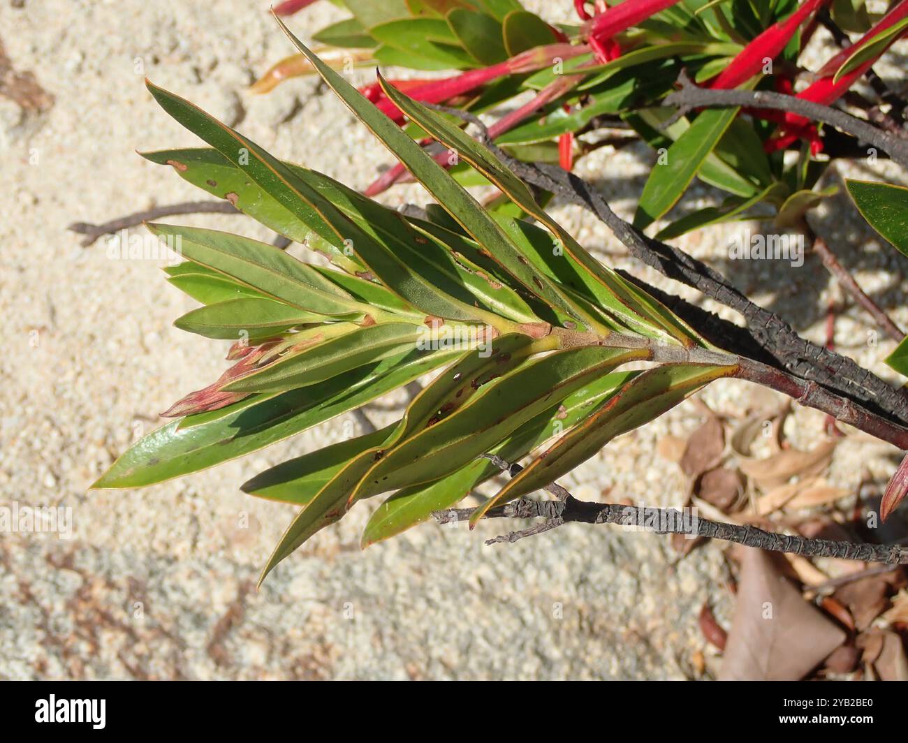 (Augusta longifolia) Plantae Stock Photo - Alamy
