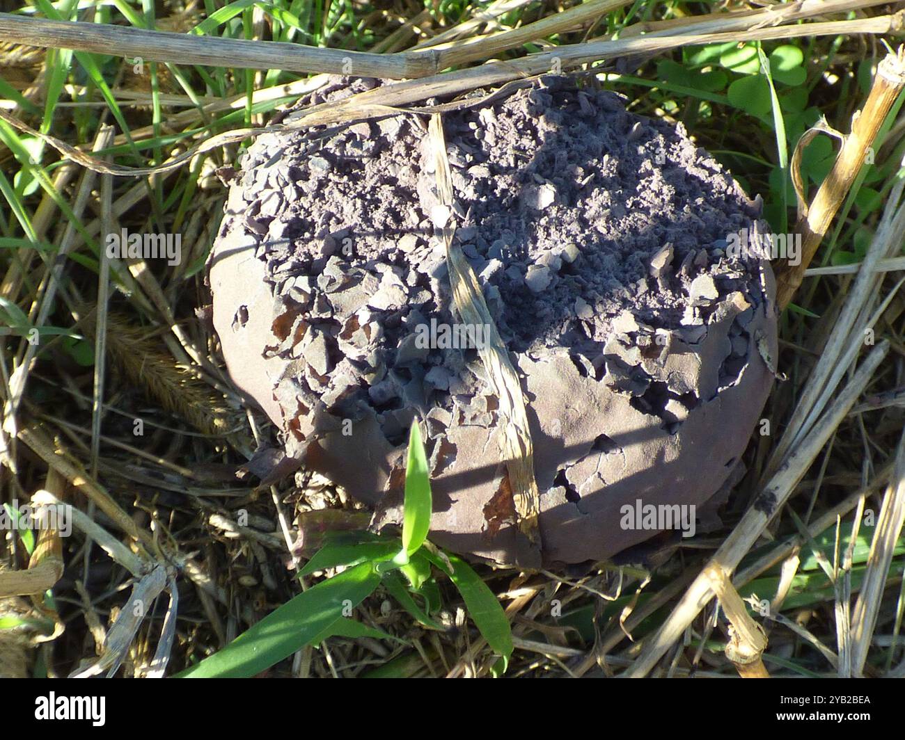 Purple-spored Puffball (Calvatia cyathiformis) Fungi Stock Photo - Alamy