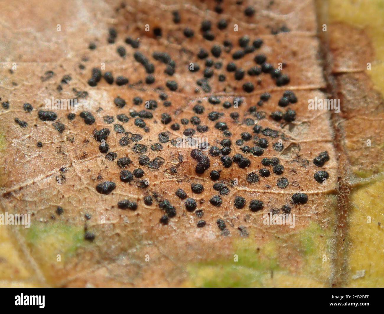 Speckled Tar Spot (Rhytisma punctatum) Fungi Stock Photo - Alamy