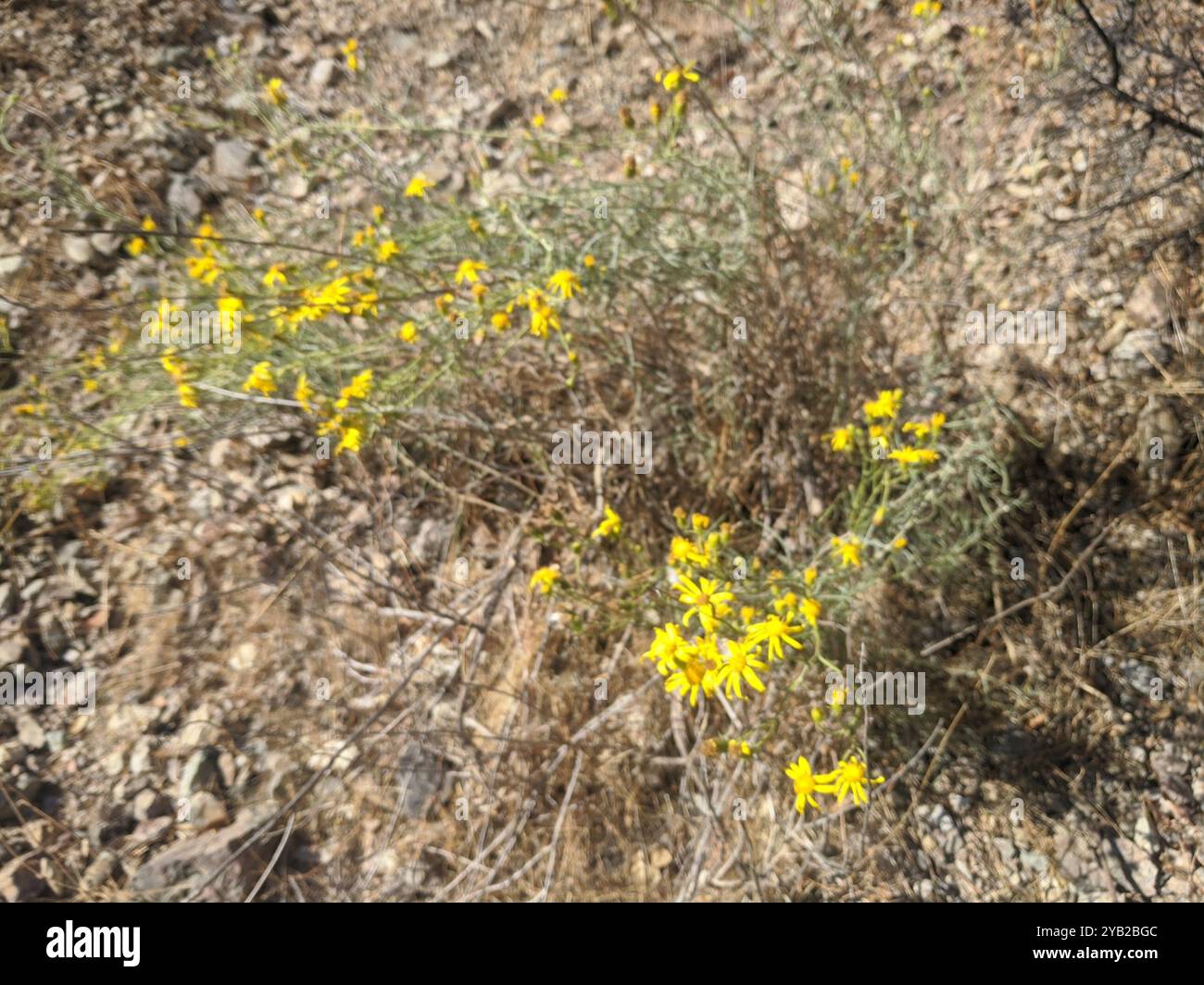 threadleaf groundsel (Senecio flaccidus) Plantae Stock Photo - Alamy