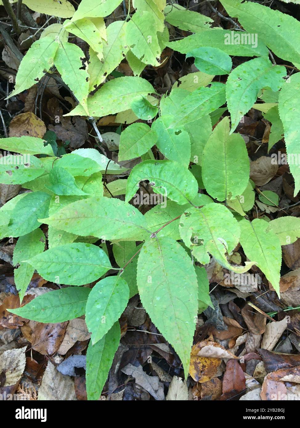 northern bush honeysuckle (Diervilla lonicera) Plantae Stock Photo - Alamy