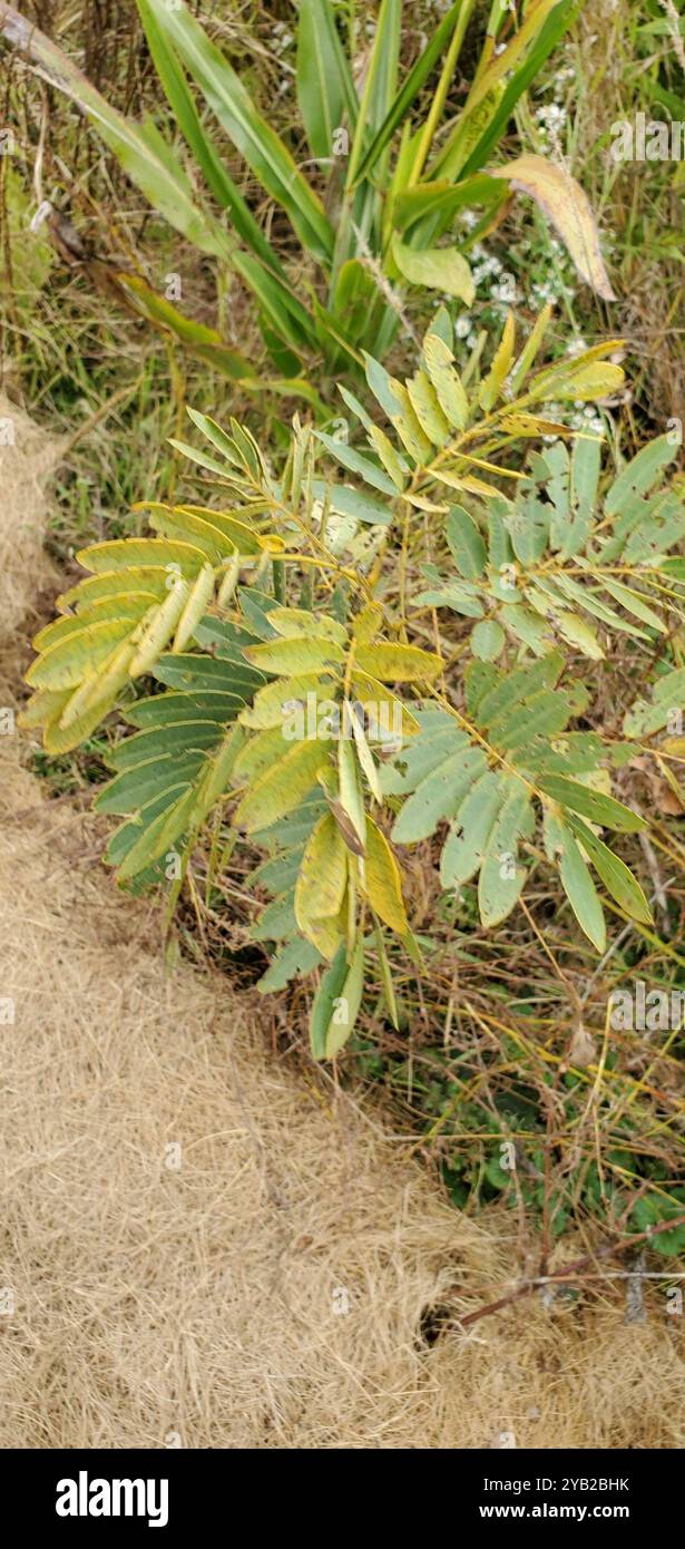 American senna (Senna hebecarpa) Plantae Stock Photo - Alamy