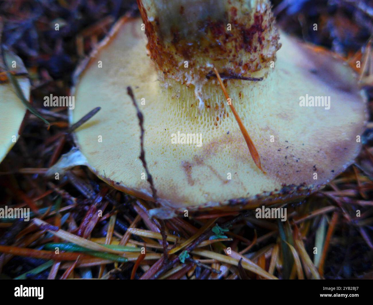 Ponderous Slippery Jack (Suillus ponderosus) Fungi Stock Photo - Alamy