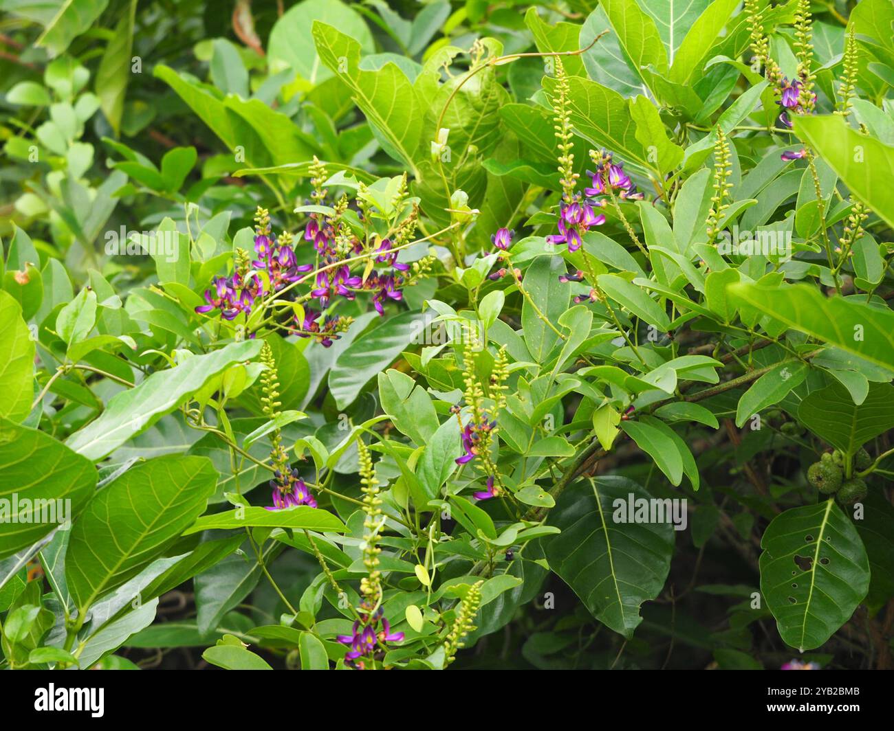 Evergreen Wisteria (Wisteriopsis reticulata) Plantae Stock Photo - Alamy