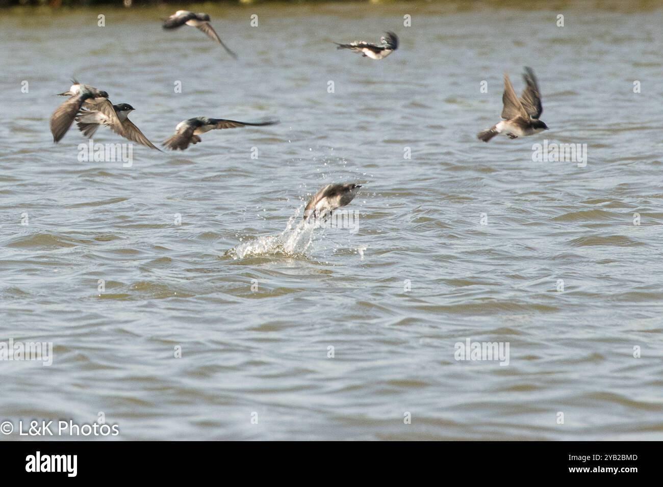 Mangrove Swallow (Tachycineta albilinea) Aves Stock Photo - Alamy