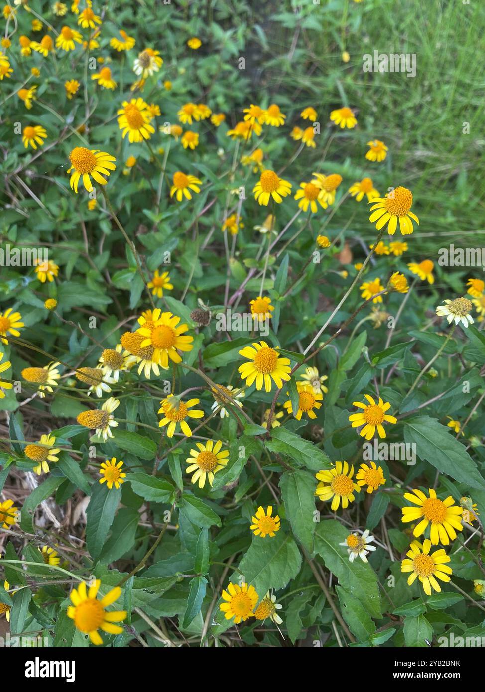 Oppositeleaf Spotflower (Acmella repens) Plantae Stock Photo - Alamy