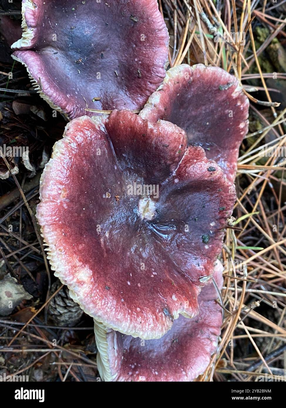 Primrose Brittlegill (Russula sardonia) Fungi Stock Photo - Alamy