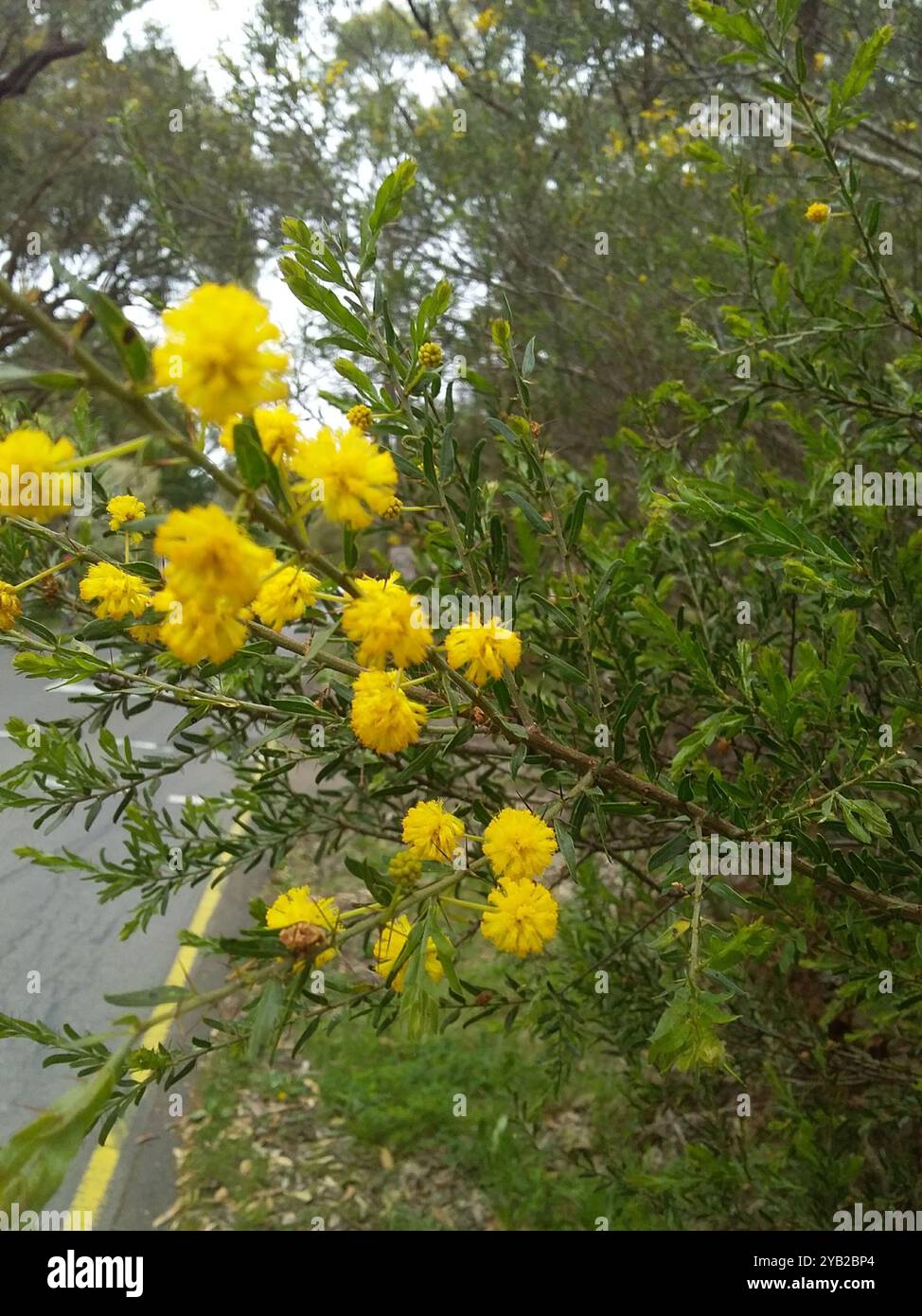 Kangaroo thorn (Acacia paradoxa) Plantae Stock Photo - Alamy