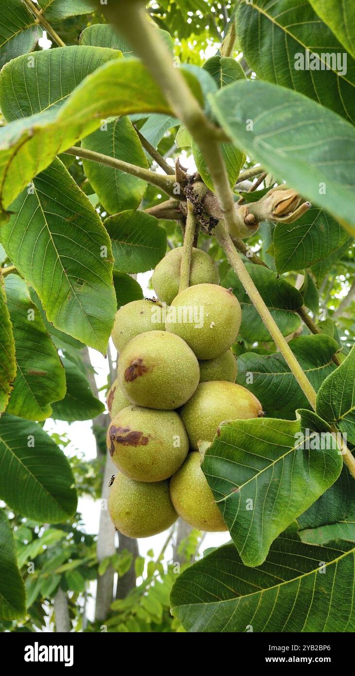 Manchurian walnut (Juglans mandshurica) Plantae Stock Photo - Alamy